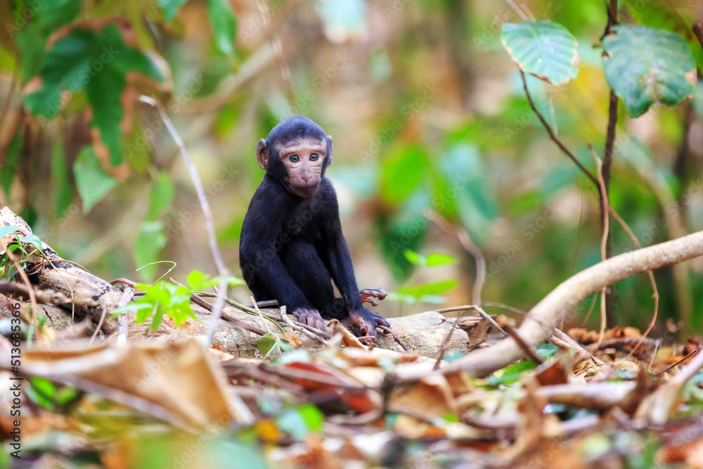 Beautiful Celebes crested macaque (Macaca nigra), aka the black ape, an ...