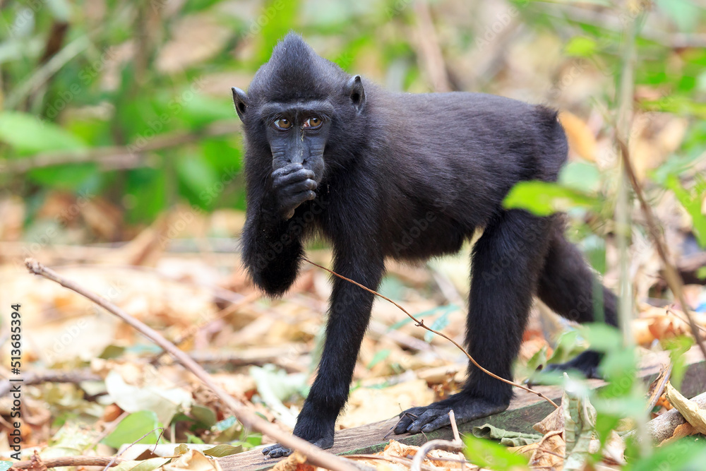 Beautiful Celebes crested macaque (Macaca nigra), aka the black ape, an ...