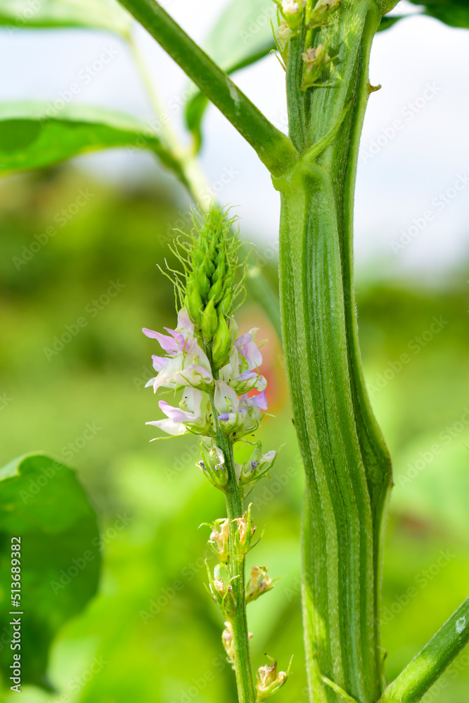 Cluster beans or gawar phali(guar) flowers plant in field,cyamopsis ...