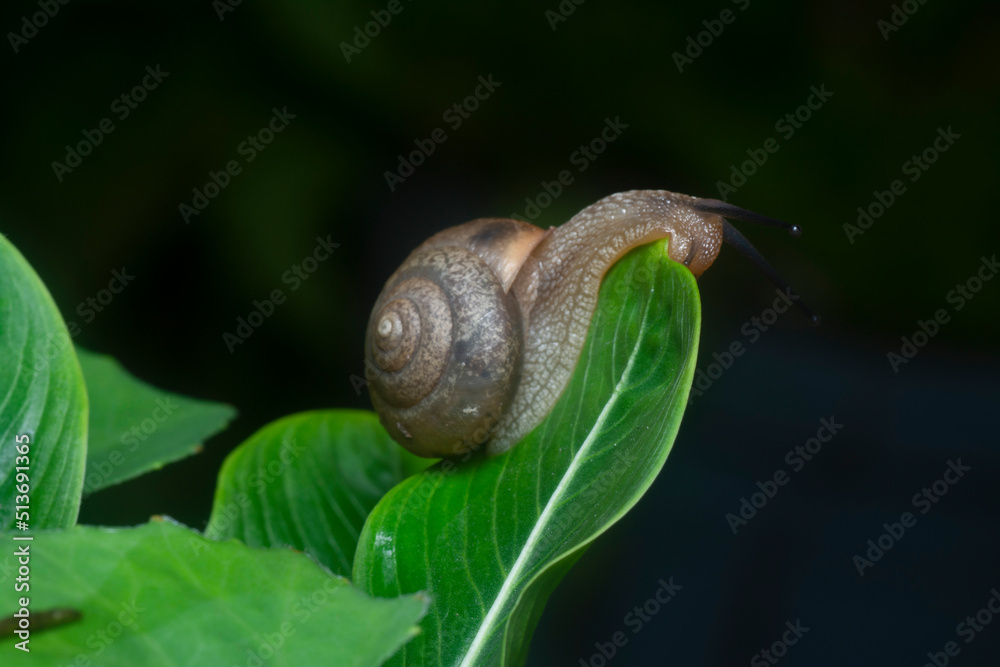 garden rotund disc snail crawling on the Catharanthus roseus plant ...