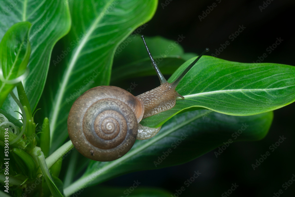 garden rotund disc snail crawling on the Catharanthus roseus plant ...