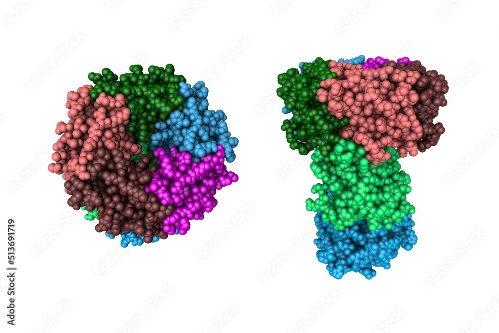 Typhoid toxin produced by bacterium Salmonella typhi. Space-filling ...