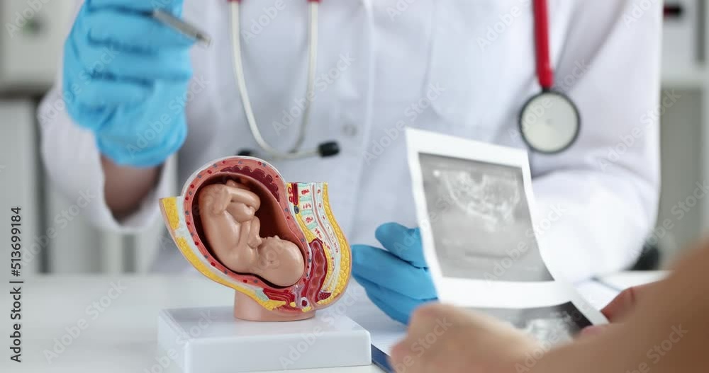 Gynecological examination of model of the uterus and fetus of child ...