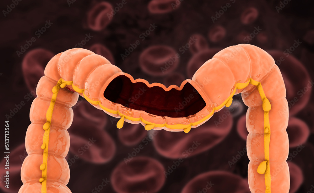 Anatomy of human colon, cross section, 3d illustration Stock ...
