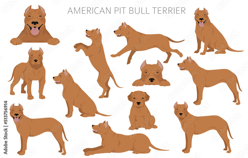 American pit bull terrier dogs clipart. Color varieties, infographic ...