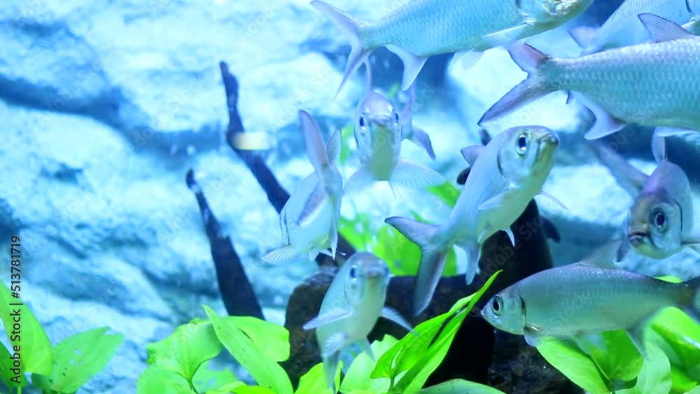 Close up view of white fish swimming in planted aquarium. Beautiful ...