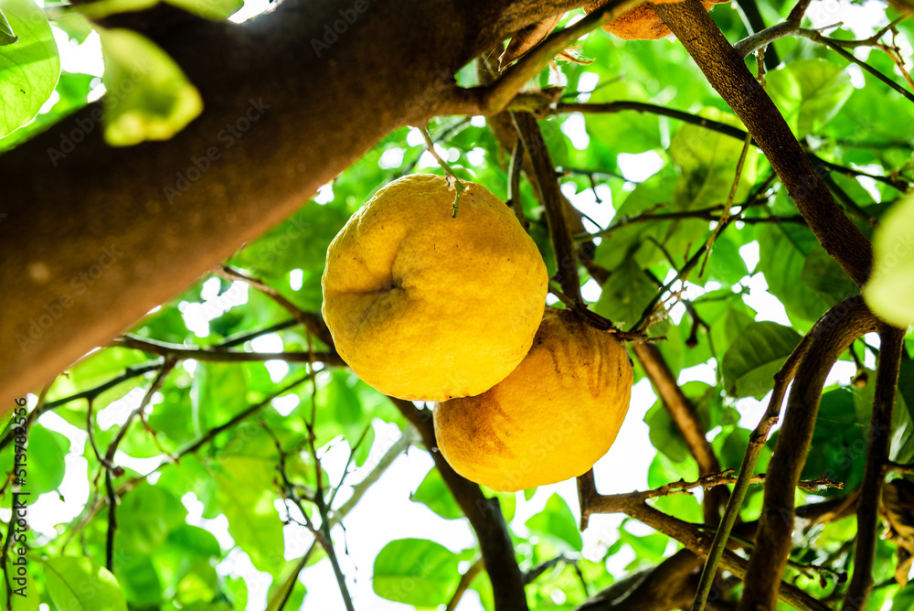 Cedro, Limone, Albero, Frutto, Giallo, Amalfi, Limoncello, Capri, roma ...