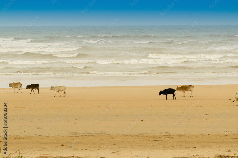 Tajpur sea beach - bay of Bengal, India. View of cows roaming on beach ...