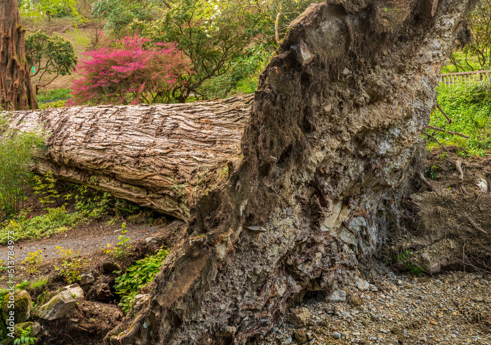 Roots of a falled coastal redwood tree toppled by Storm Arwen in 2021 ...