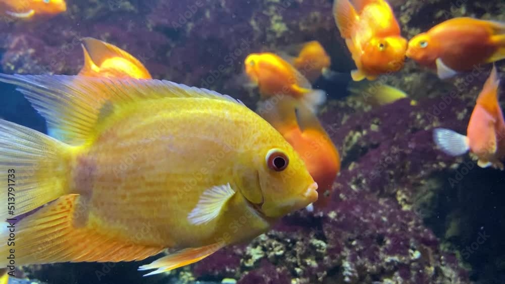 Goldfish close-up. A flock of golden fish on a coral reef. Lots of ...