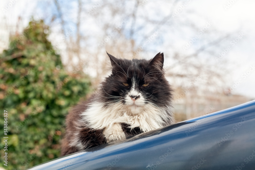 Sulky black and white cat looking at camera while standing on car hood ...