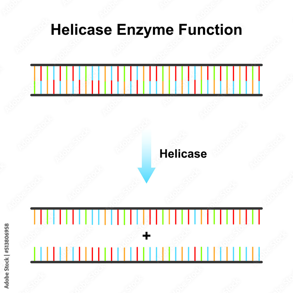 Scientific Designing of Helicase Enzyme Effect on DNA Molecule. From ...