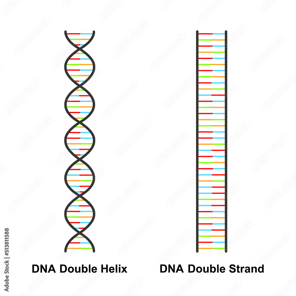 Scientific Designing of Differences Between DNA Double Helix and DNA ...