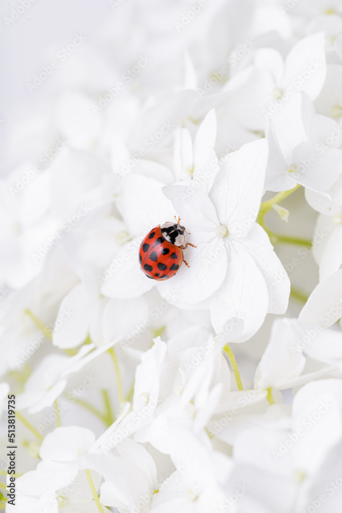 Ladybird sitting on hydrangea. Ladybug in nature. Beautiful ladybug in ...