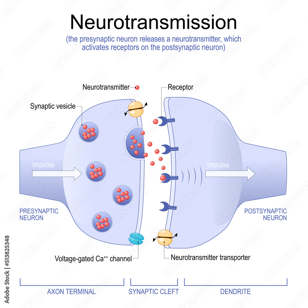 Synapse Structure. Neurotransmitter, synaptic vesicles and synaptic ...