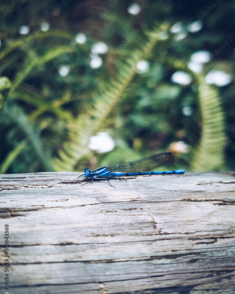 Blue dragon fly Stock Photo | Adobe Stock