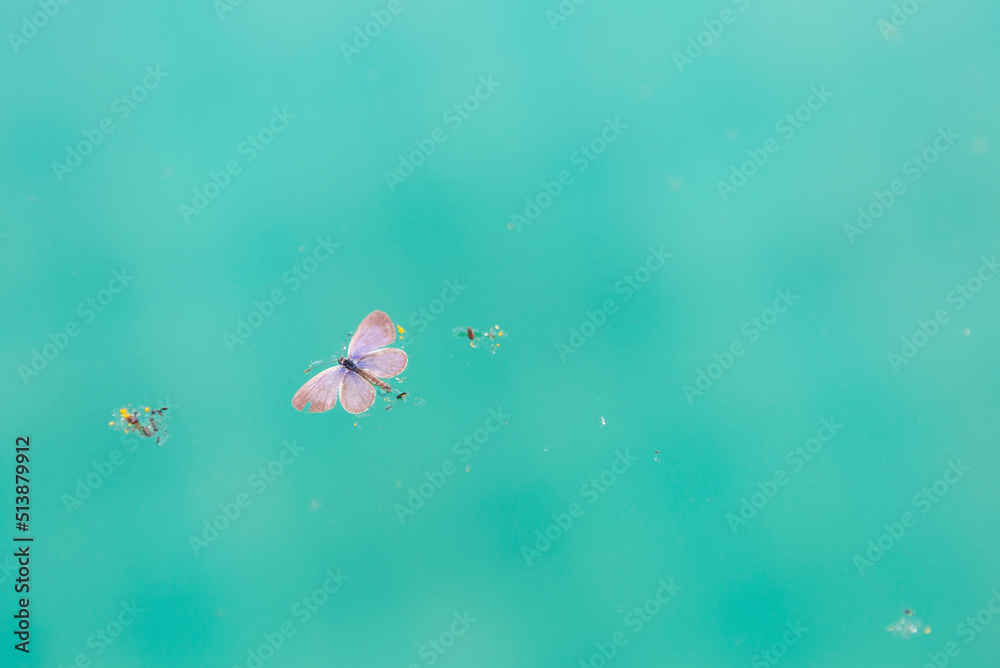 Dead butter fly and small insect floating in swimming pool water, dirt ...
