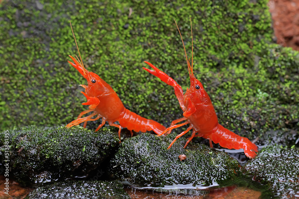 Two crayfish resting on a mossy rock by the river. This aquatic animal ...