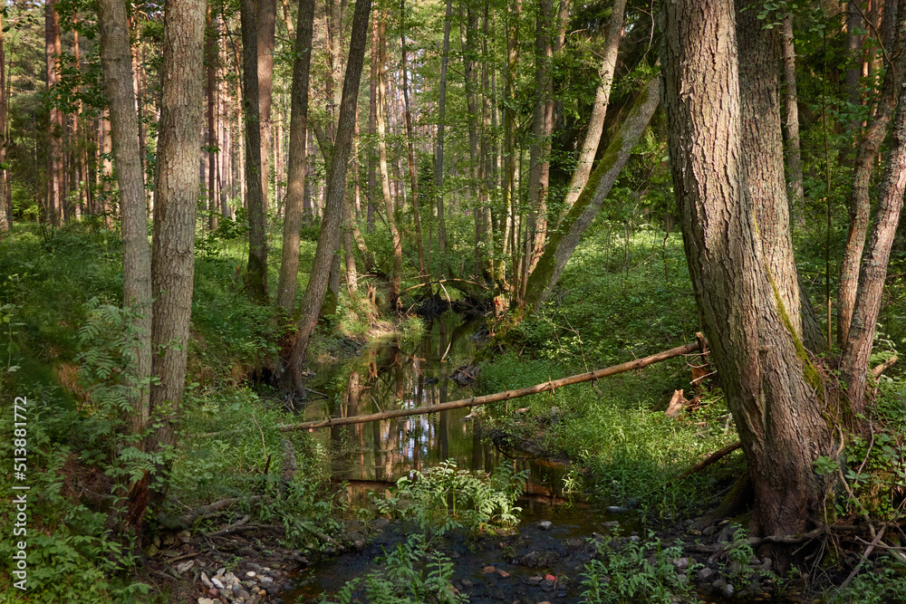 Foto de Swampy green forest and river. Trees, moss, fern, plants. Soft ...
