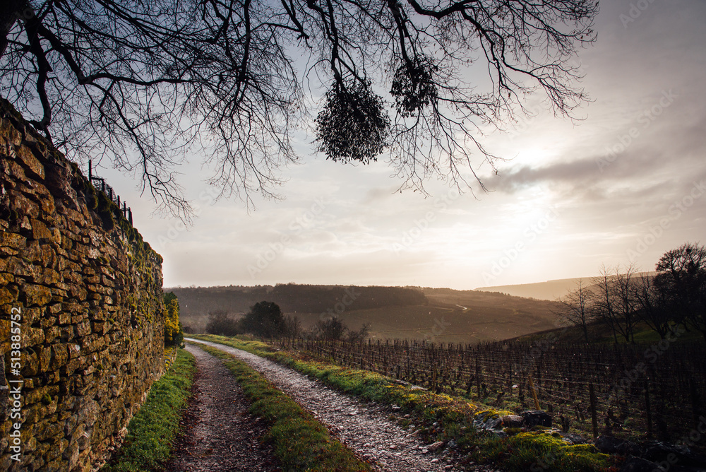 un chemin de campagne entre un mur et des vignes. Un chemin de vignoble ...