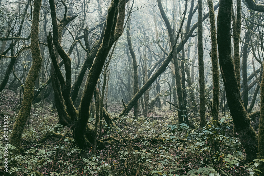 Creepy and scary dark forest path with pld trees and green musk around ...