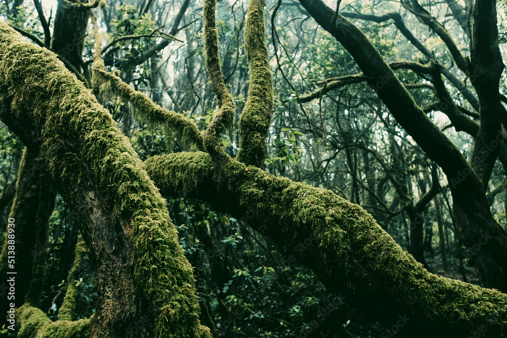 Close up of green trunk trees with musk in a deep wild forest ...