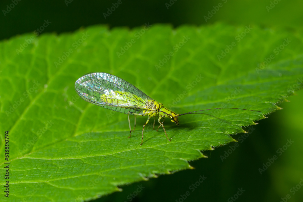 Green Lacewing, Chrysopa perla, hunting for aphids. It is an insect in ...