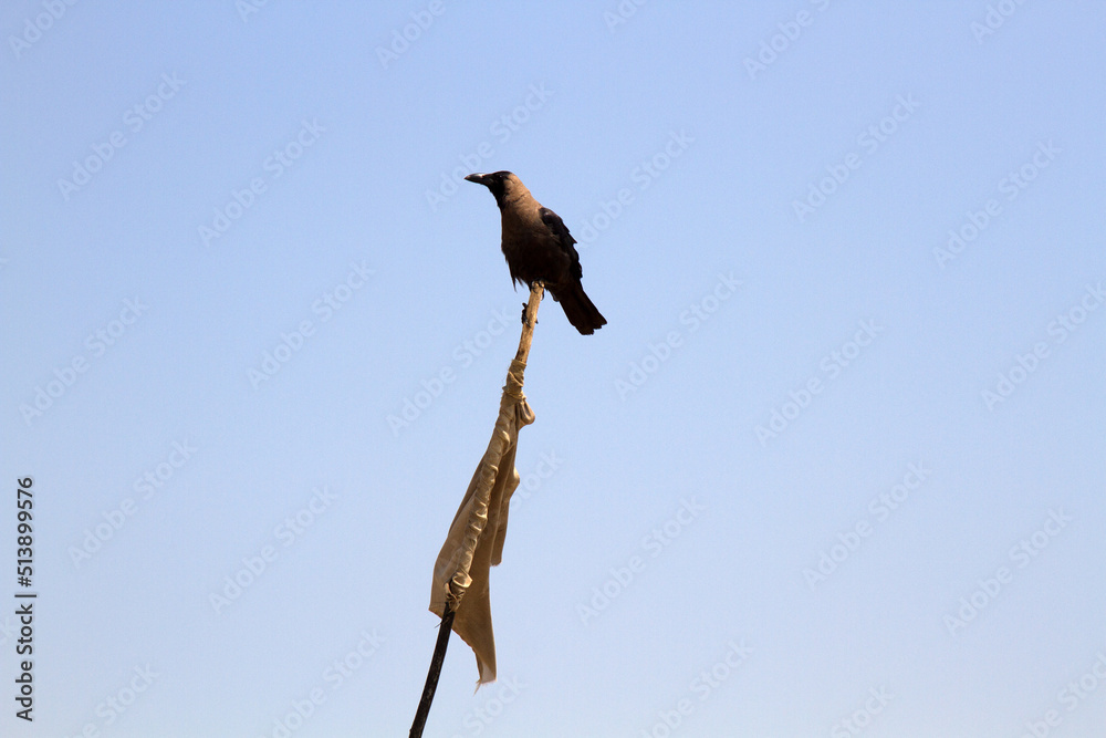 Indian Glossy Black Raven, House crow (Corvus splendens) in cities of ...