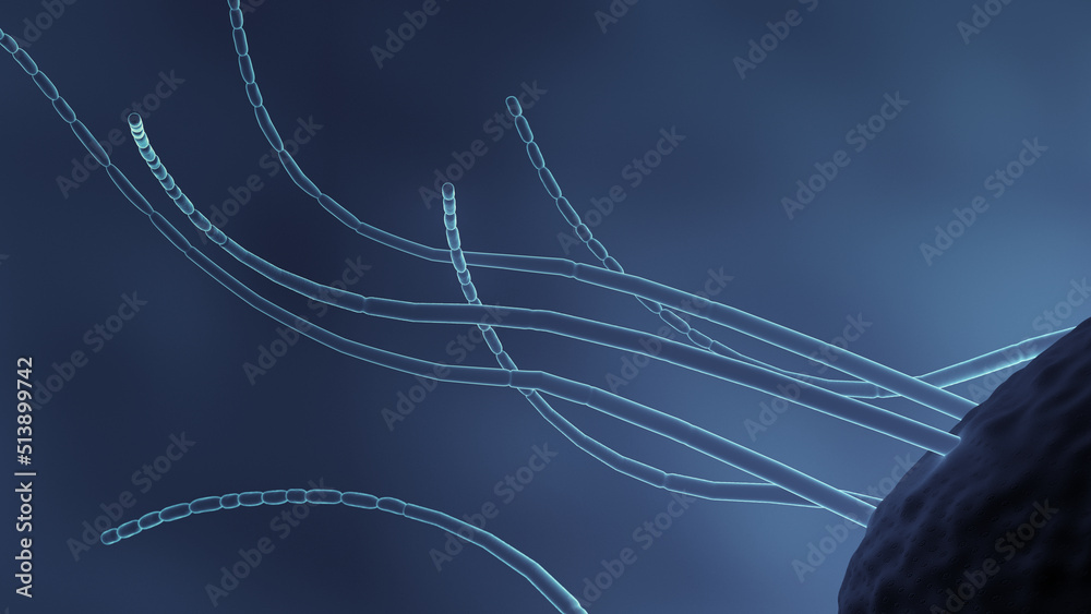 Thiomargarita magnifica, the largest bacteria to have been discovered ...