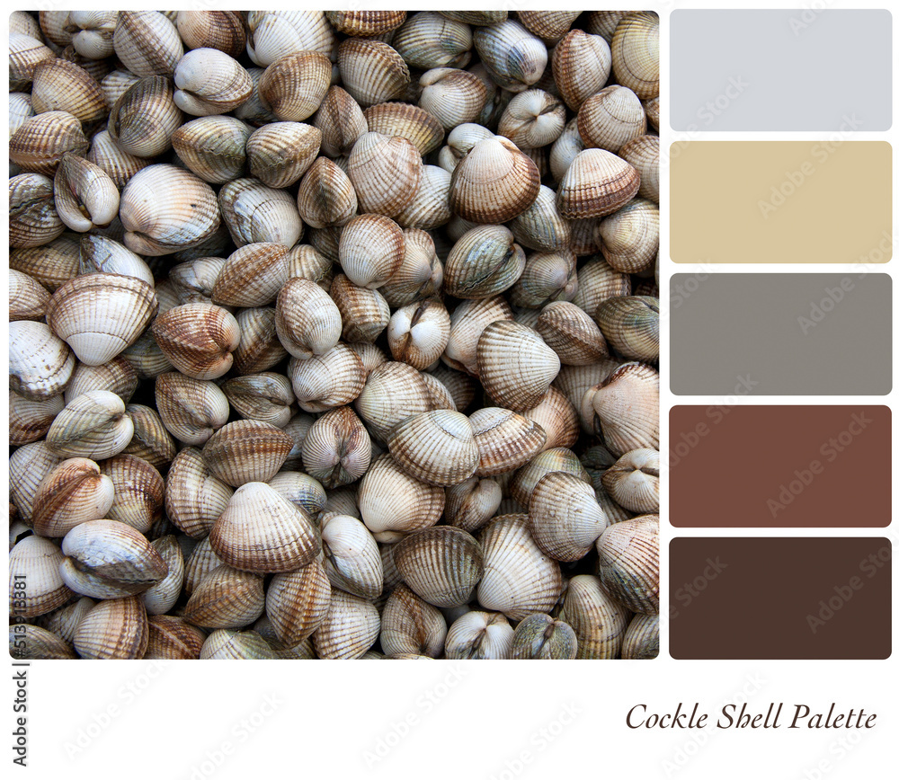 Cockle shell background in a colour palette with complimentary colour ...