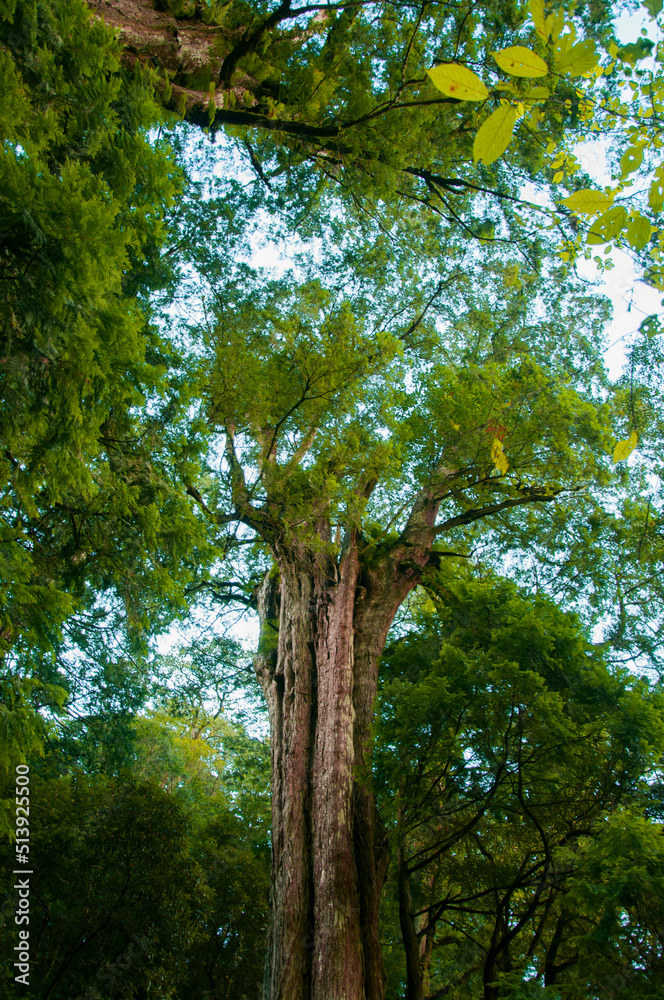 Taiwan, Lala Mountain, national forest, protected area, huge, thousand ...