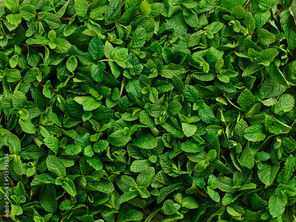Peppermint Stock Photo | Adobe Stock