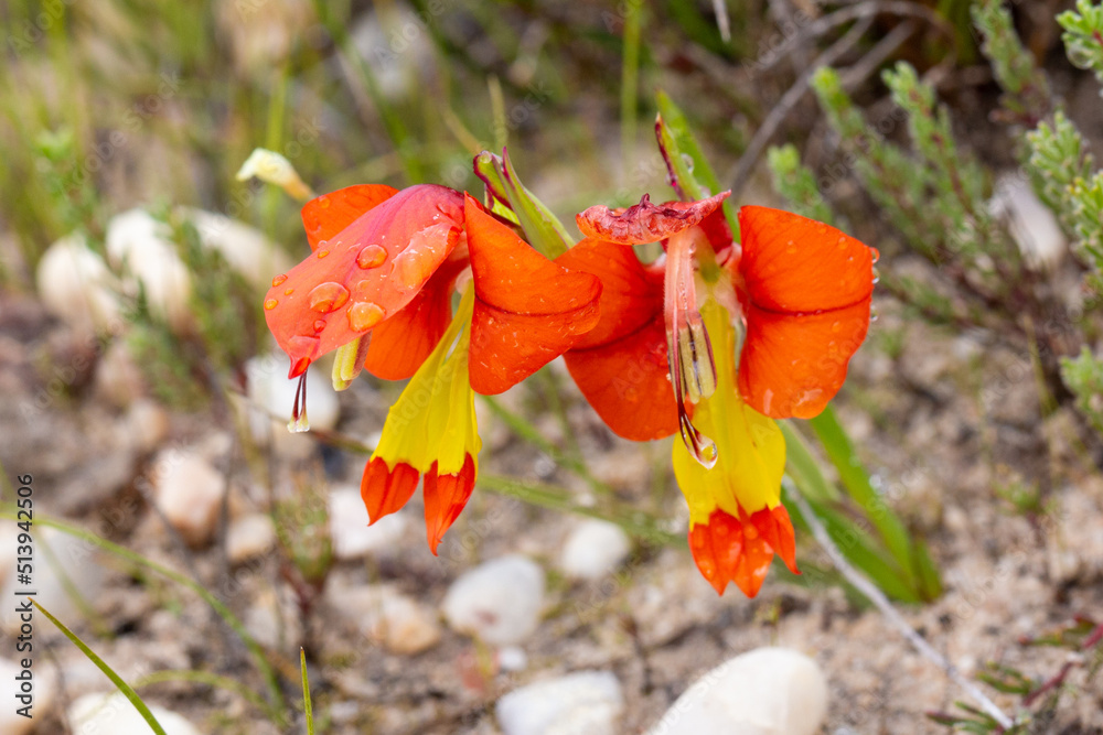Two flowers of Galdiolus alatus in the Northern Cape of South Africa ...