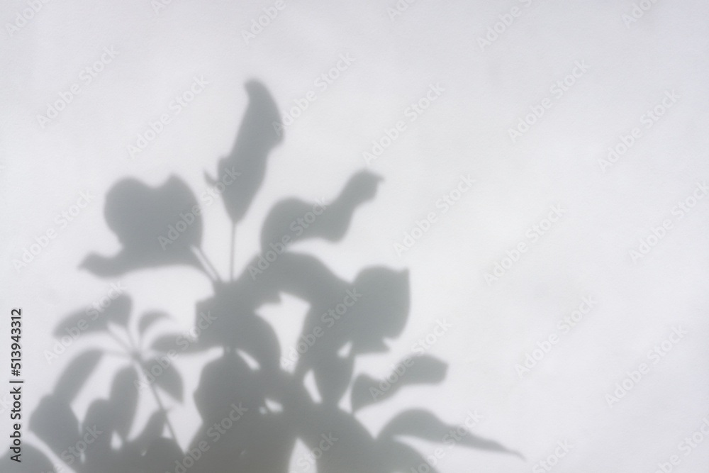 Abstract leaf shadow on wall background, Background with drop shadow ...