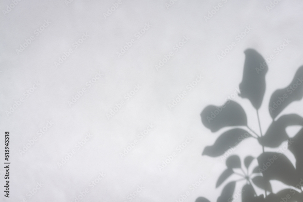 Abstract leaf shadow on wall background, Background with drop shadow ...