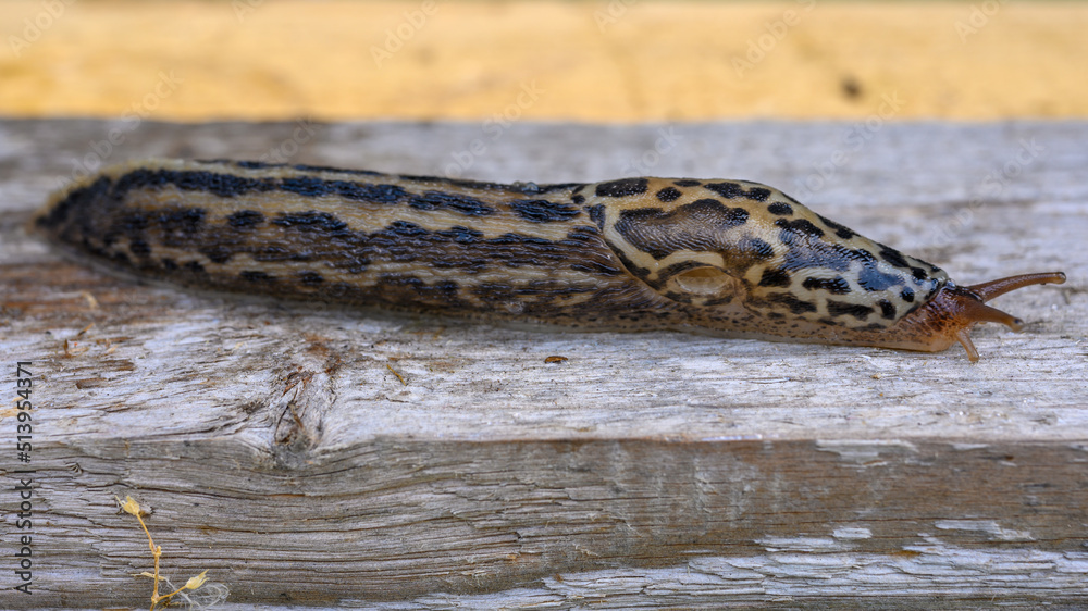 Limax maximus, biggest slug, known by the common names great grey slug ...