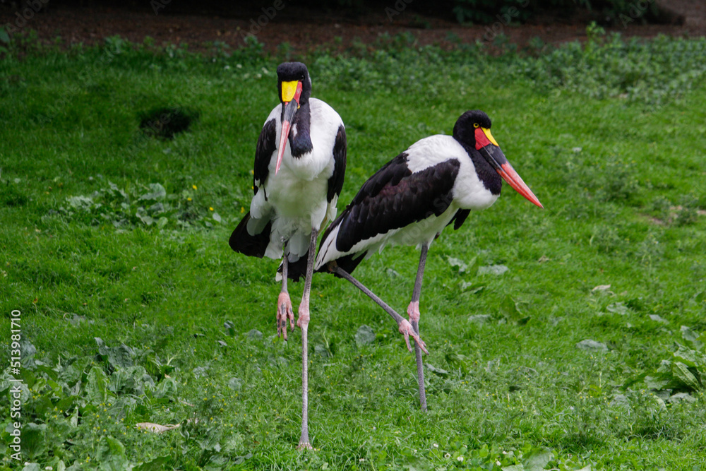 Black and white, large stork with red and yellow beak, Saddle-billed ...