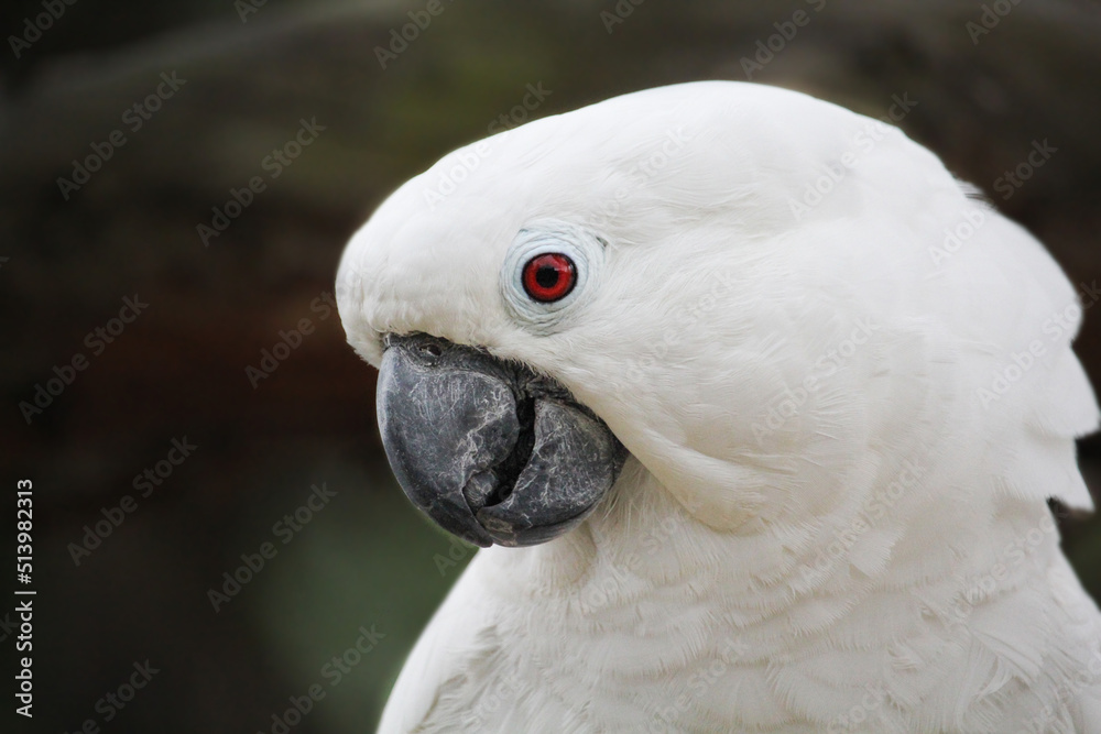 The white cockatoo. Cacatua alba, also known as the umbrella cockatoo ...
