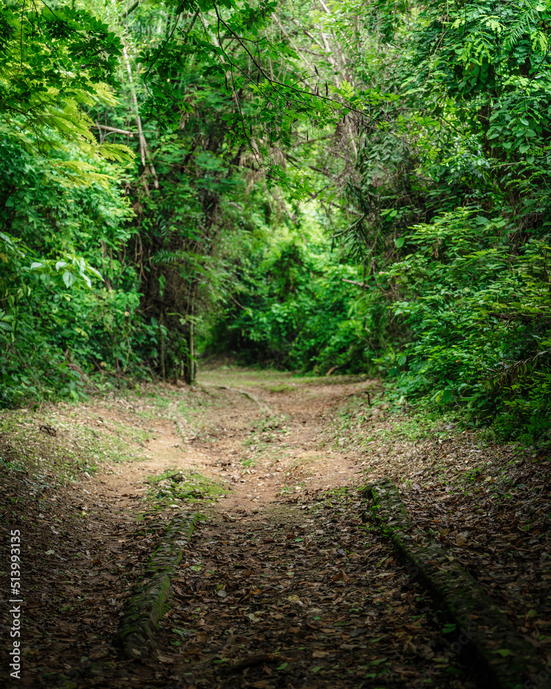 beautiful emerald waterfalls green forest mountains guiding for ...