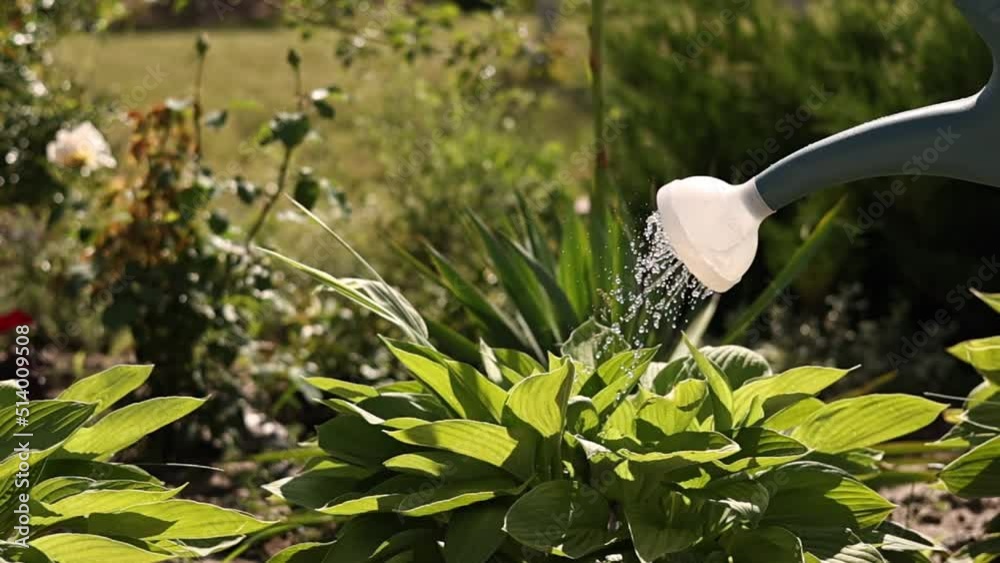 watering flowers with a watering can in the garden slow motion. Summer ...
