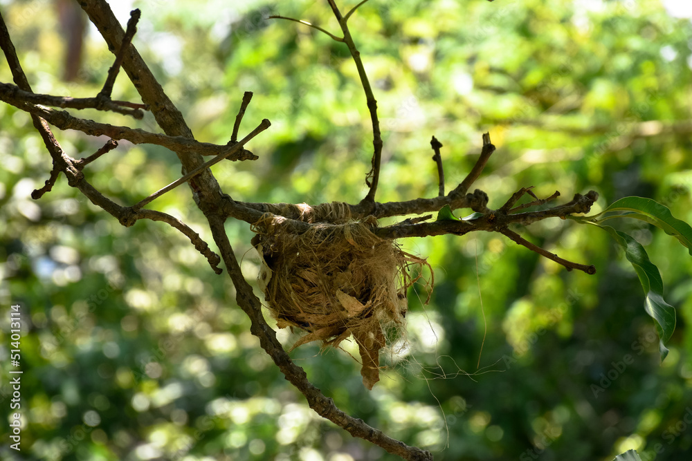 Bird's nest on a tree branch in nature. Nest of Black Hooded Oriole ...