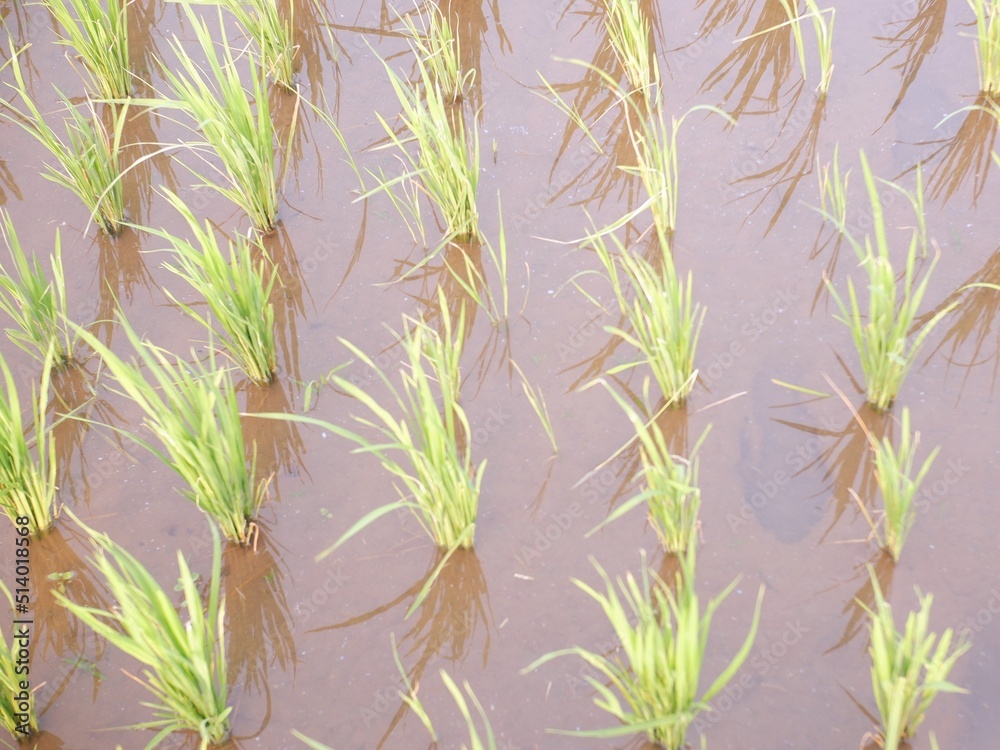 oriza sativa plant or rice field or green plant or tanaman padi di ...