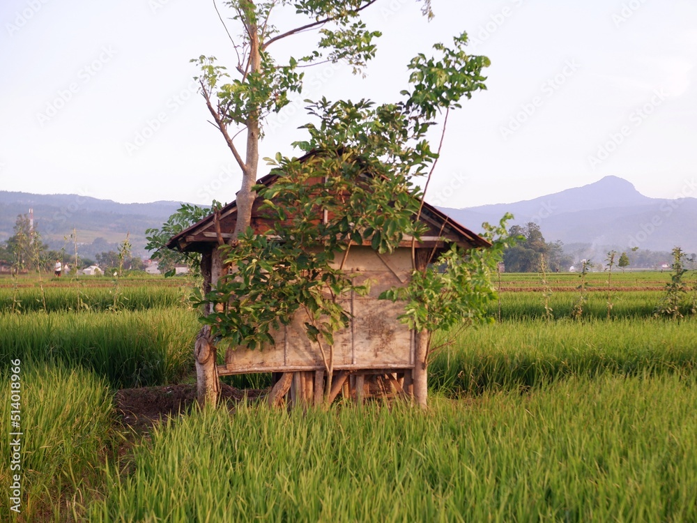 Foto de old farm house, farm house and rice field look imaging. or ...