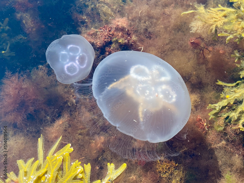 méduses, plage, mer, eau, bord de mer, animal, marin, venin, brûlure ...
