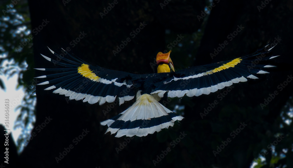 Great Indian Hornbill , state bird of Kerala on its amazing flight . He ...