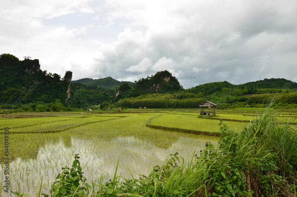 Rice paddy bamboo hut, Rice field and mountains. Beautiful rural ...