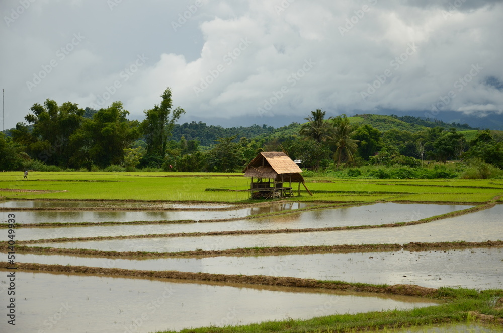 Rice paddy bamboo hut, Rice field and mountains. Beautiful rural ...