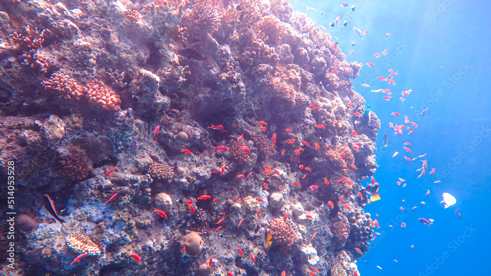 School of orange fish in the red sea, underwater life. Corals and algae ...