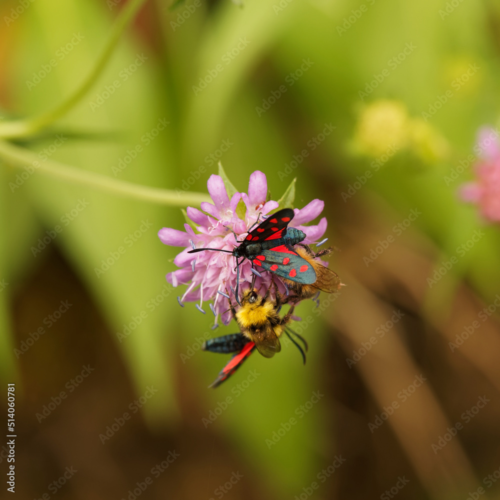 Six-spot burnets (Zygaena filipendulae) day-flying moth. Black or dark ...