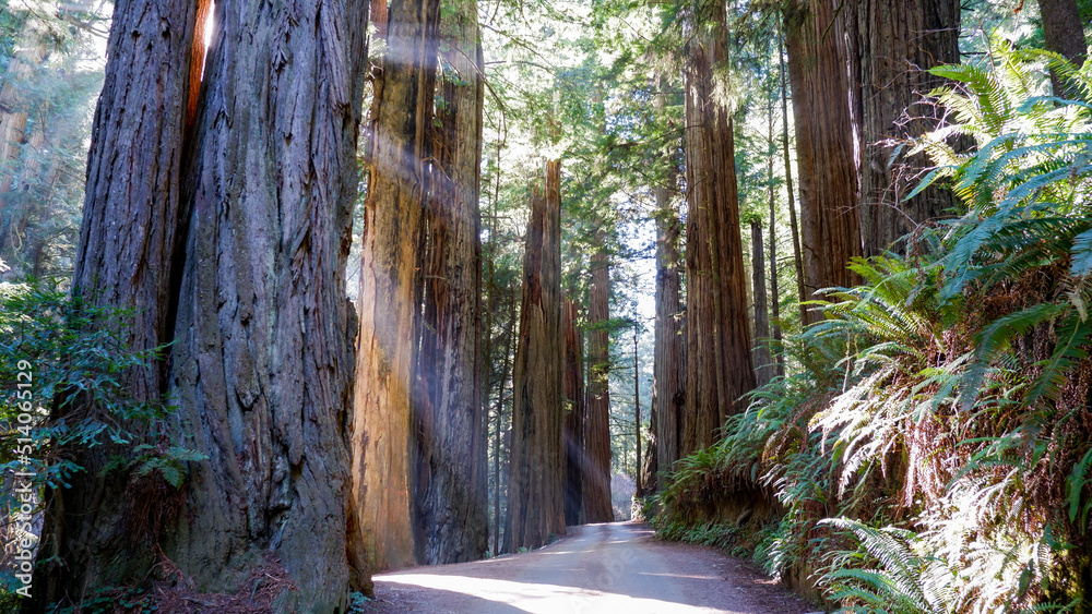 Sunbeams shine through the massive redwoods in February - Jedediah ...